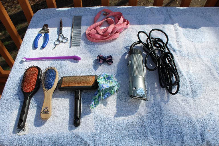 How to Groom a Yorkie – at home tutorial | All Things Yorkies