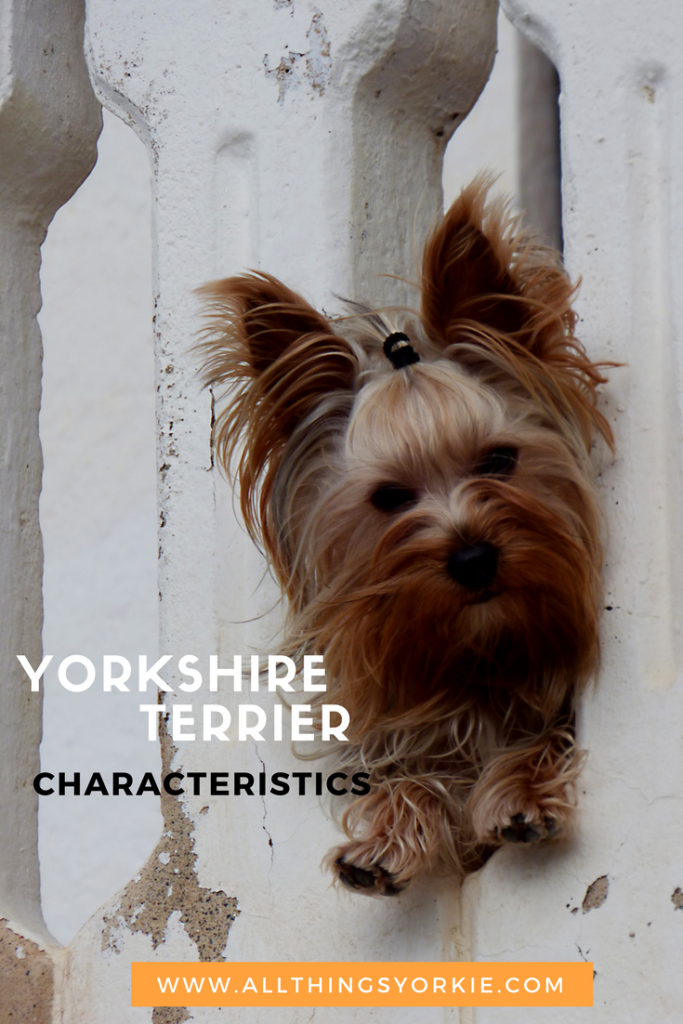 Yorkshire Terrier Characteristics – Temperament and Breed Description - All Things Yorkies