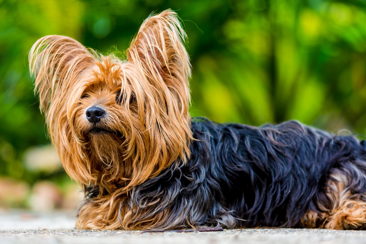 Yorkshire Terrier Characteristics – Temperament and Breed Description ...