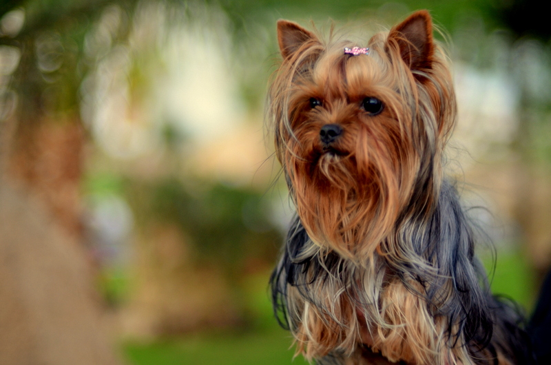 Yorkshire Terrier Characteristics – Temperament and Breed Description ...