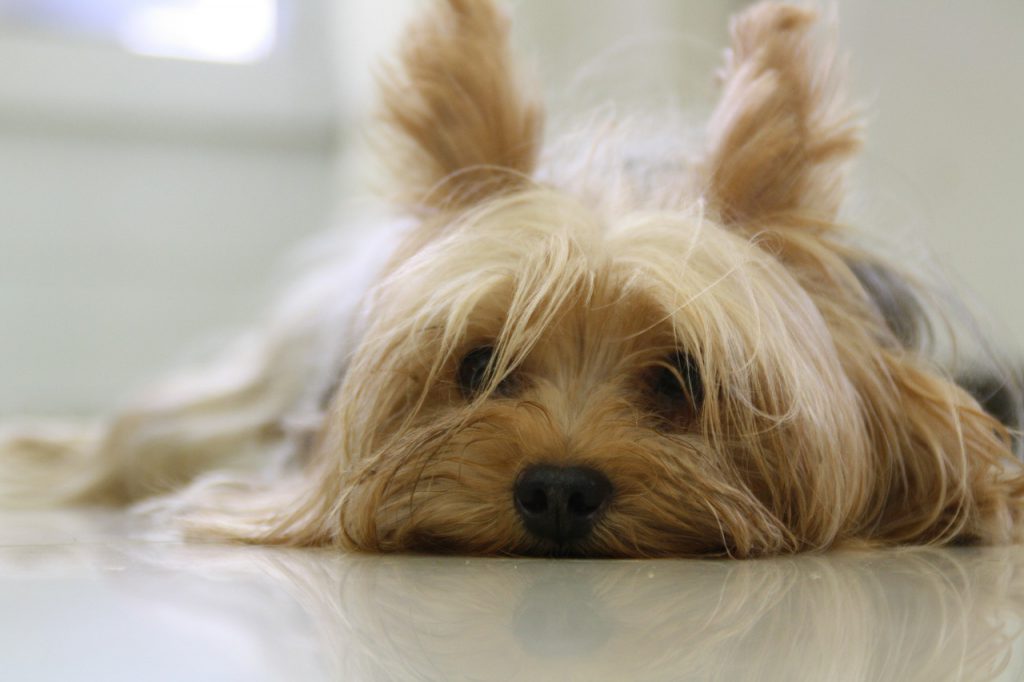 Yorkshire Terrier Characteristics - Temperament and Breed Description | All Things Yorkies