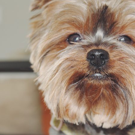 How to Groom a Yorkie – at home tutorial | All Things Yorkies
