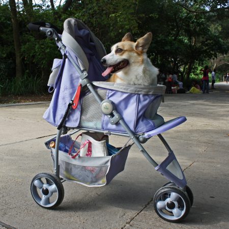Best Dog Strollers for Small Dogs - Some of our Favorites | All Things ...