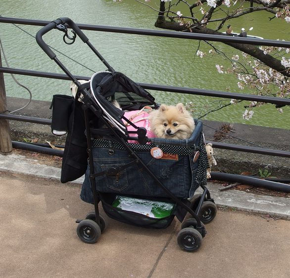 Best Dog Strollers for Small Dogs - Some of our Favorites | All Things ...