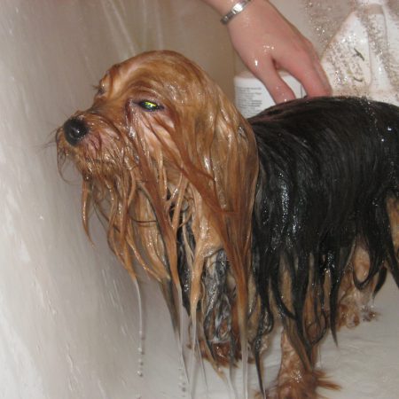 How to Bathe a Yorkie - tips and tutorial for a squeaky clean pup ...
