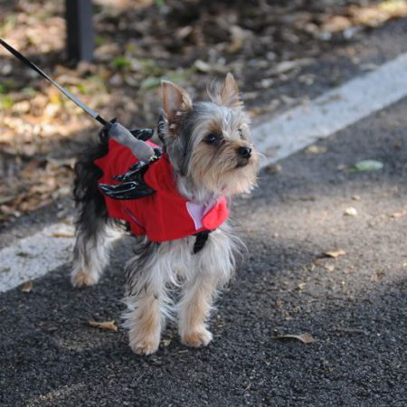 The 6 Best Dog Coats for Yorkies – Keep your pooch warm this winter ...