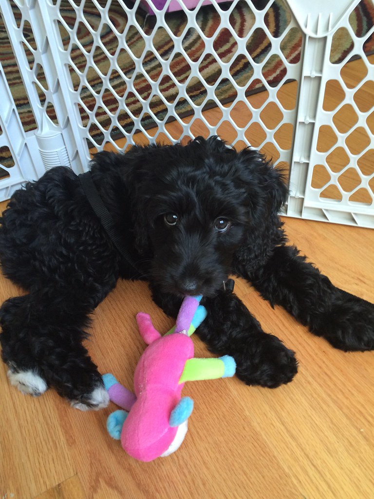 Crate Training a Puppy - a few tried and true methods! | All Things Yorkies